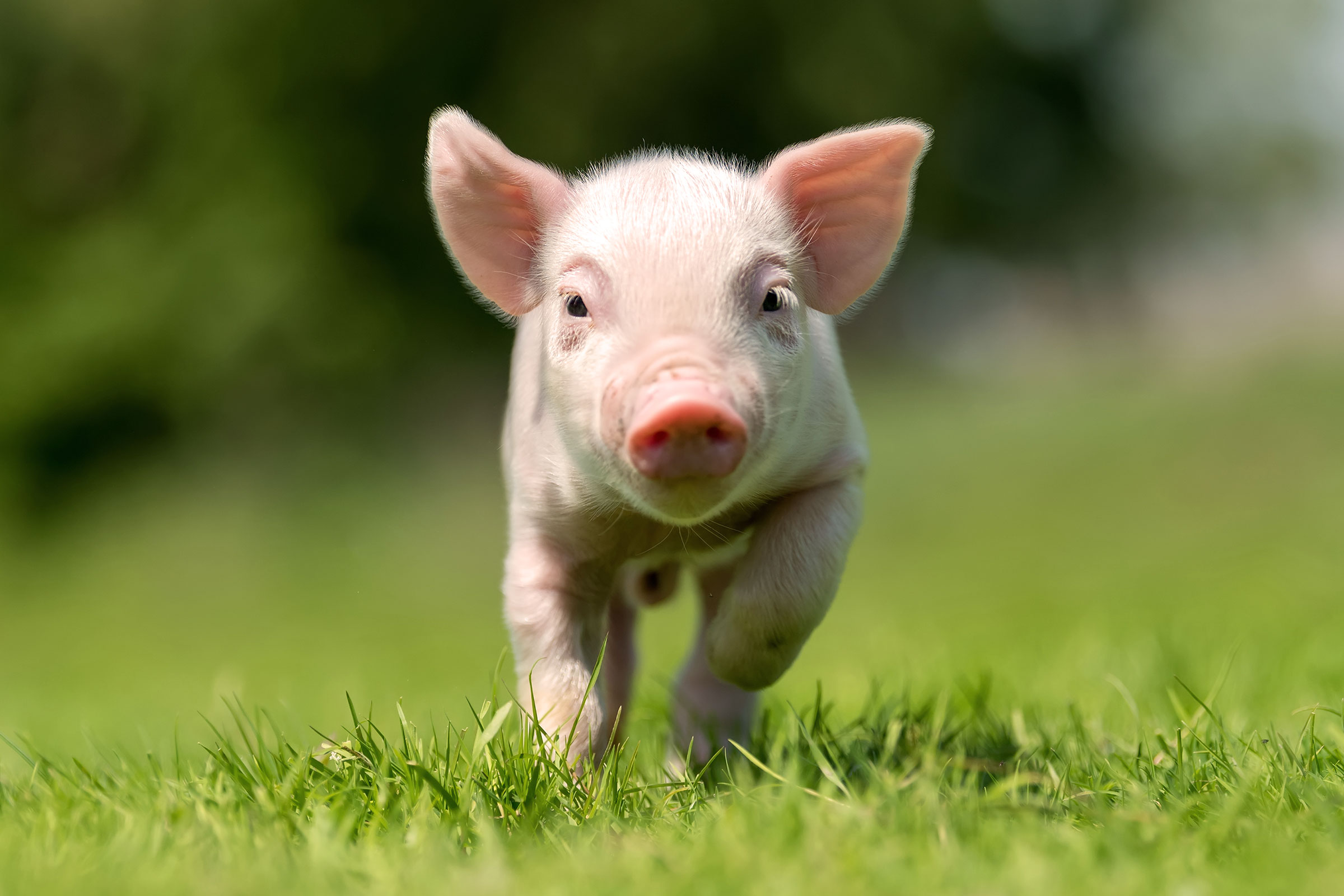 Piglet Care & Nutrition | Sav-A-Caf®
