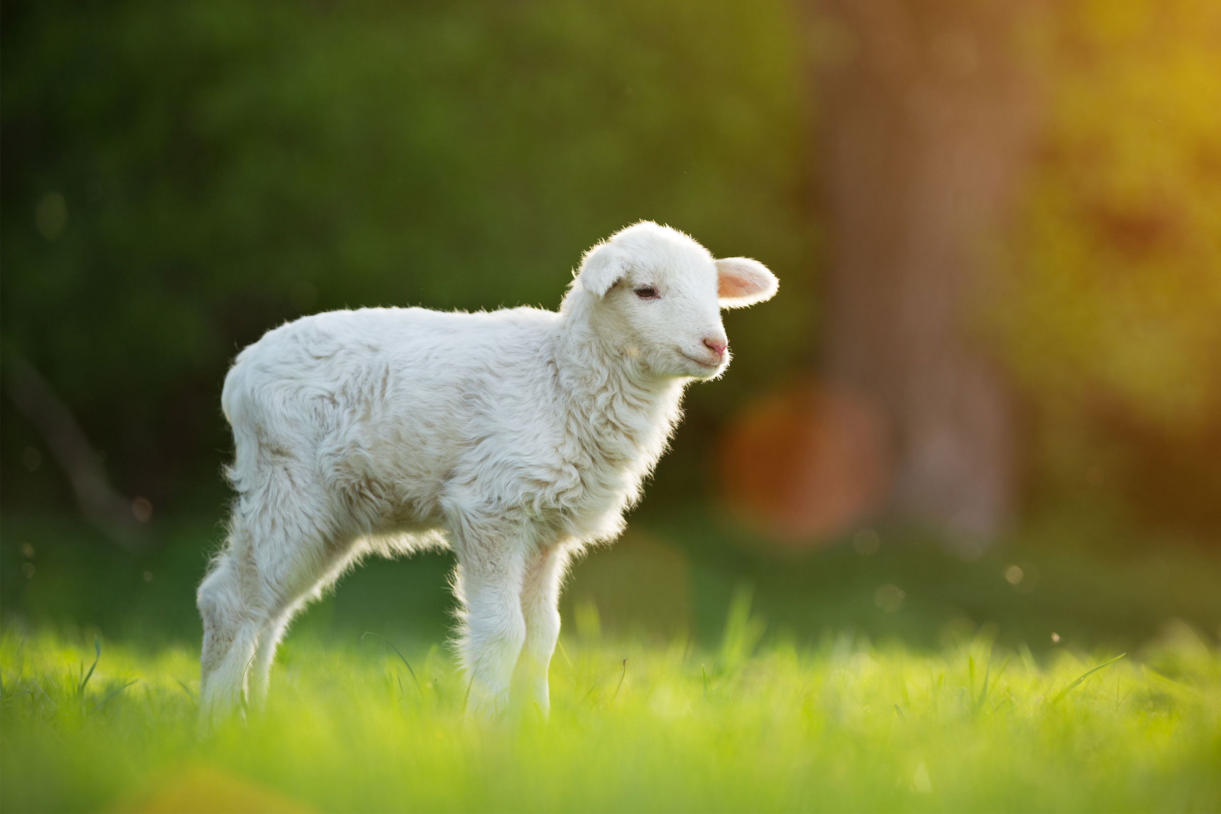 Lamb Care & Nutrition | Sav-A-Lam® – Sav-A-Caf